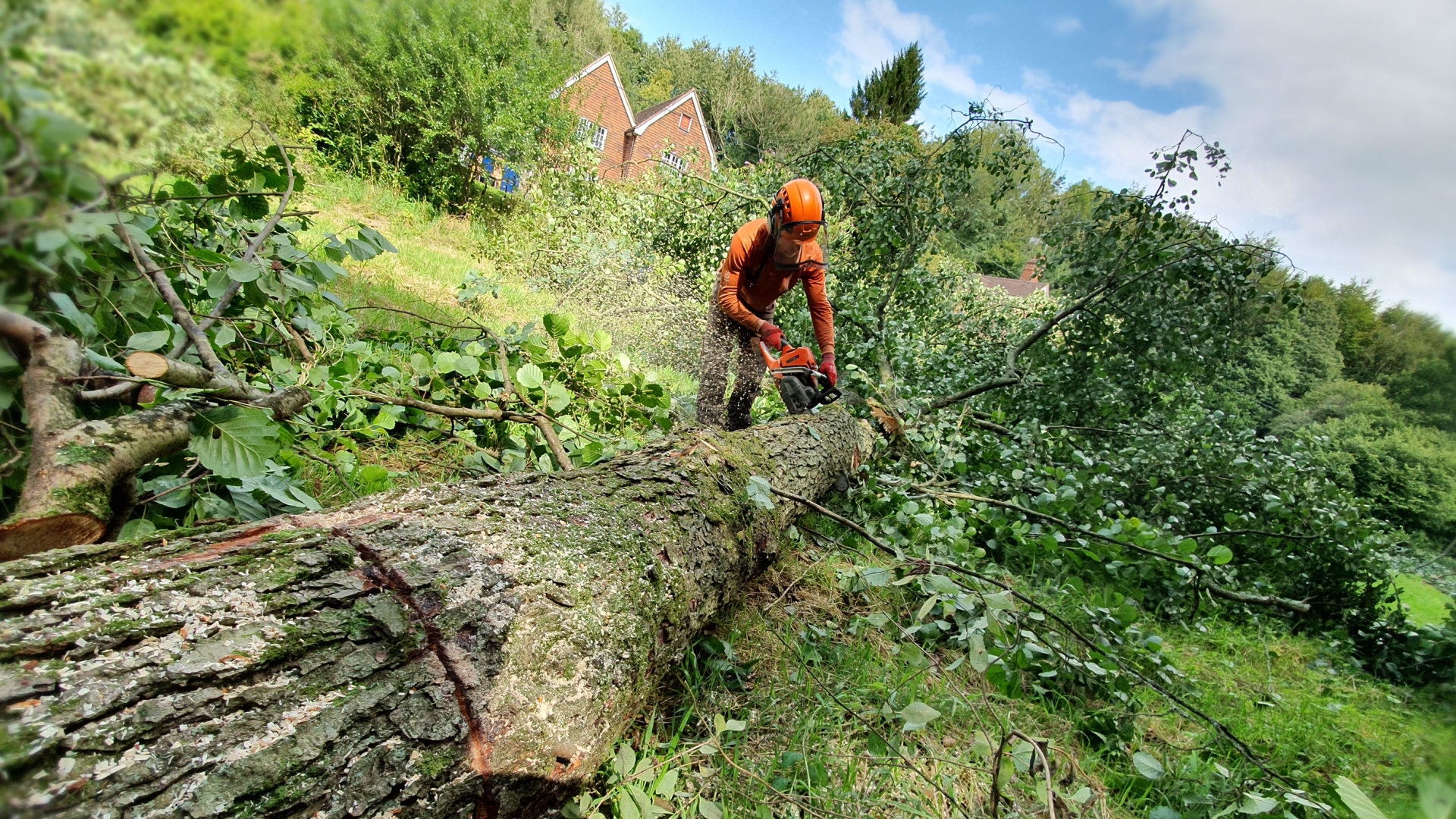 Latest News | Joe Court Forestry