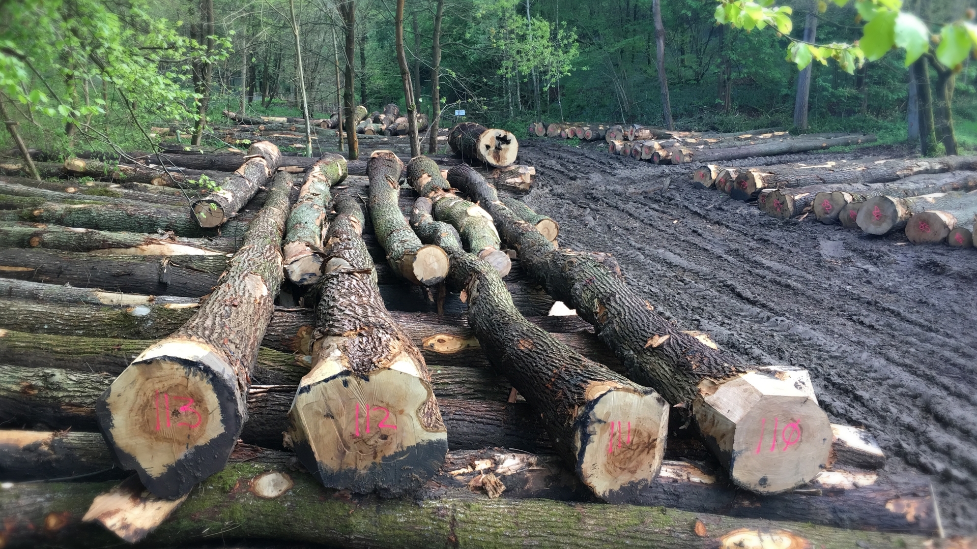 Timber marketing | Joe Court Forestry